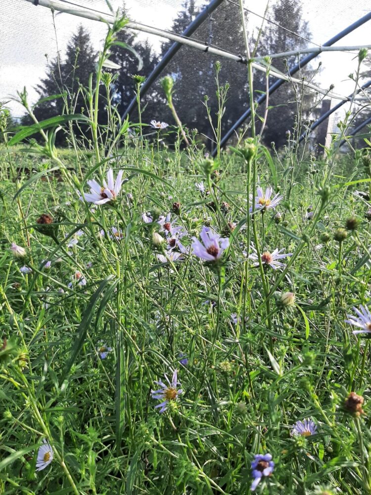 Learn how native plants help restore rivers and habitats.
