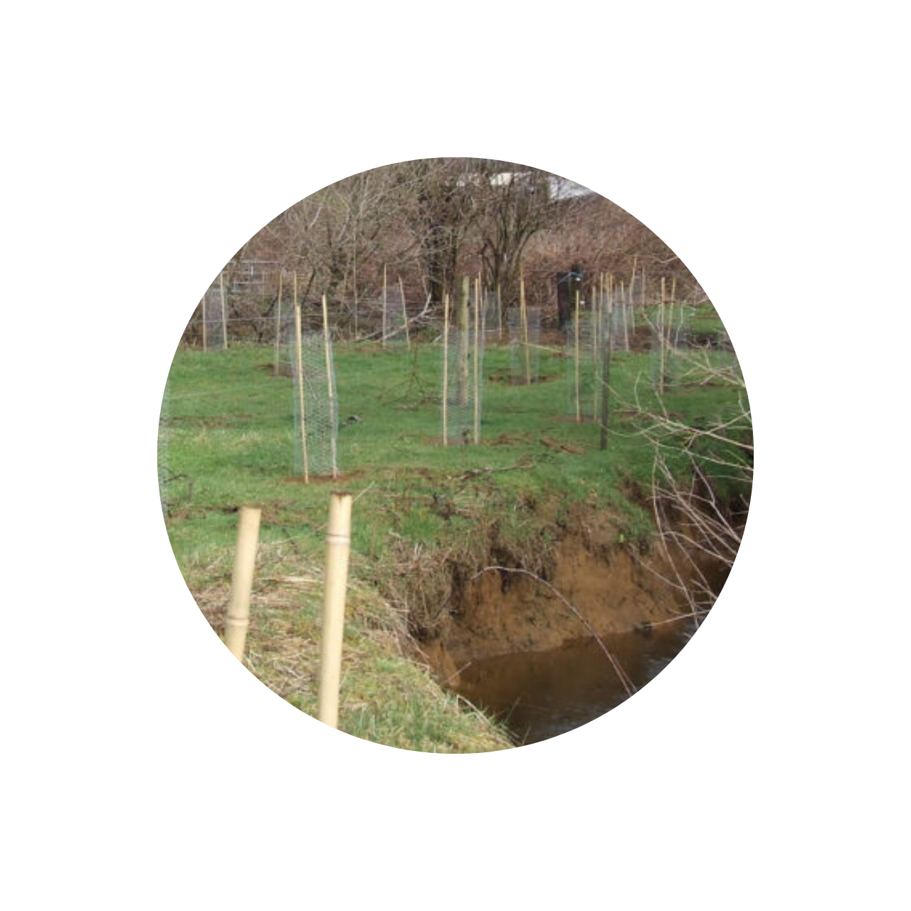 Learn about our free backyard habitat restoration program.